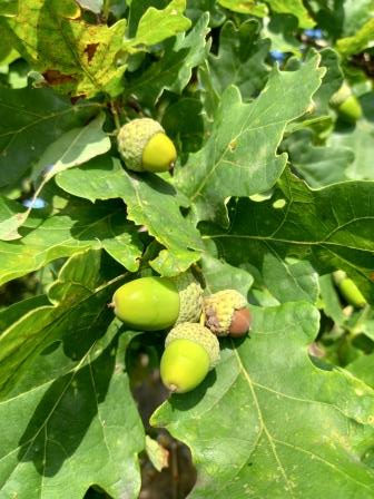 Rezervația “Stejarii seculari de la Breite”