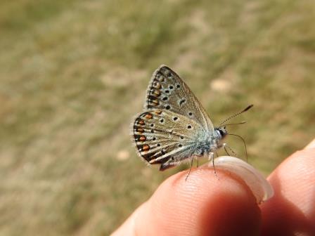 Rezervația “Stejarii seculari de la Breite”