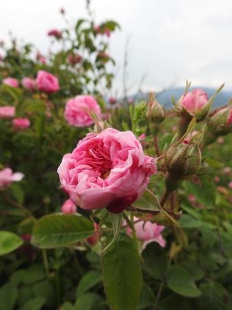 Fugind de ploaie prin Bulgaria