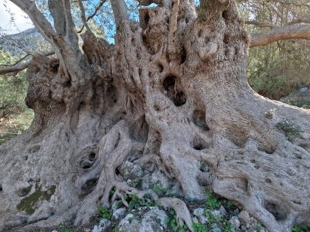 Măslinul din Kavusi: O Legendă Vie a Cretei